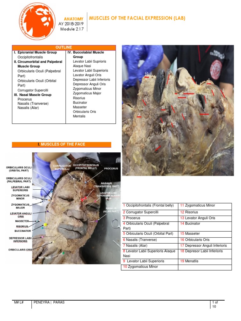 Muscles of Facial Expression Overview | PDF | Human Nose | Soft Tissue