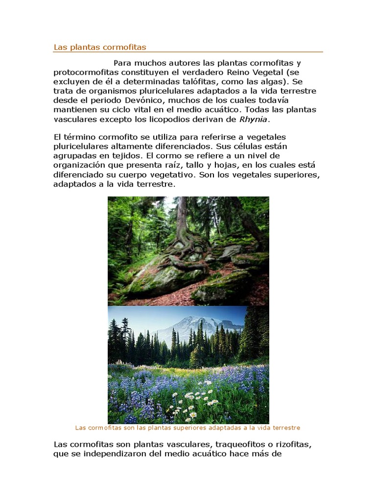 Las Plantas Cormofitas | PDF | Plantas | Tallo de la planta