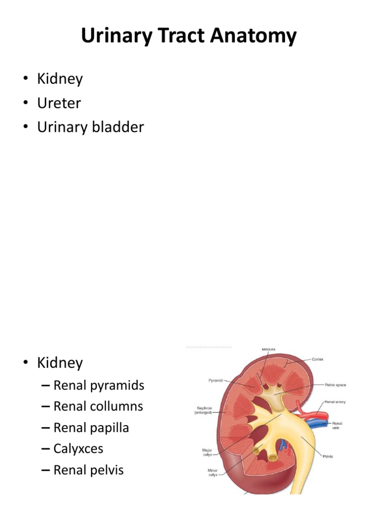 Urinary Tract Anatomy & Physiology | PDF | Wellness