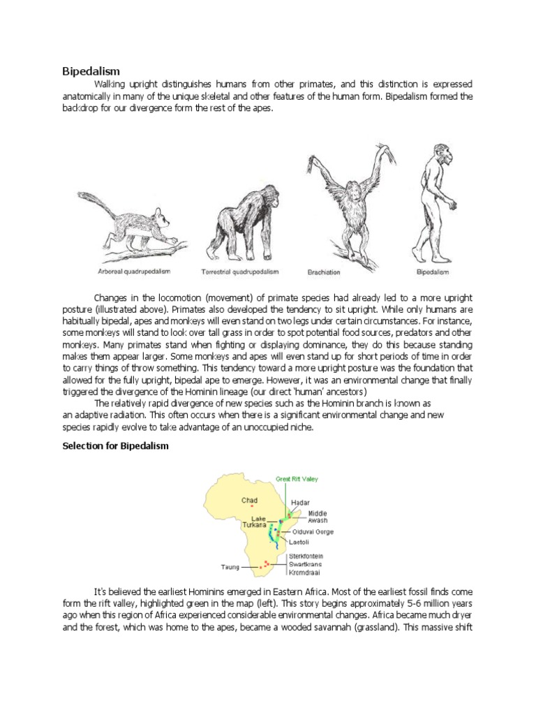 Selection For Bipedalism | PDF | Bipedalism | Ape
