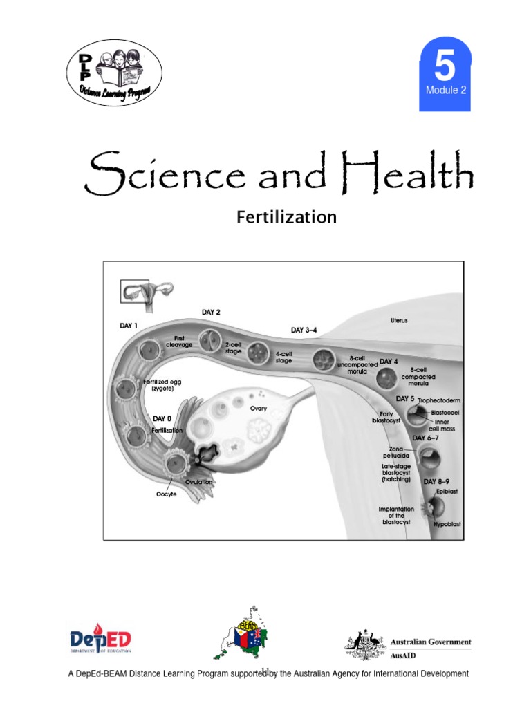Science and Health: Fertilization | PDF | Fertilisation | Embryo
