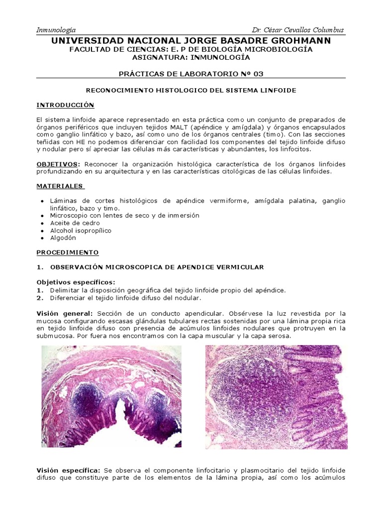 Inmunologia Del Sistema Linfatico | PDF | Sistema linfático | Timo