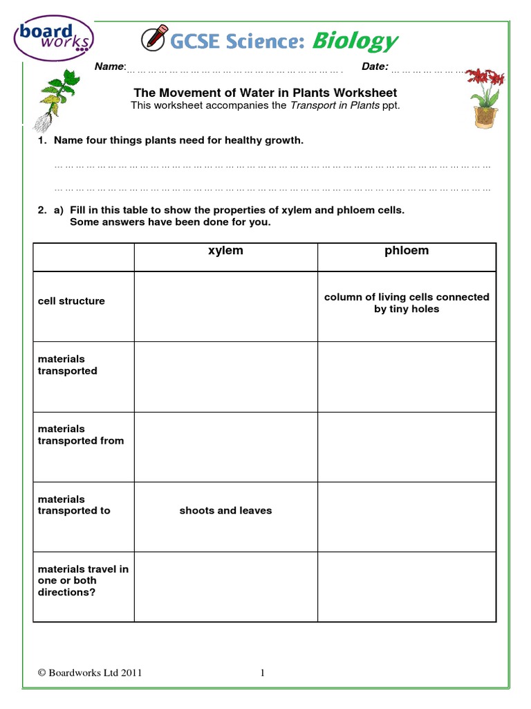 The Movement of Water in Plants Worksheet | PDF | Leaf | Plant Stem