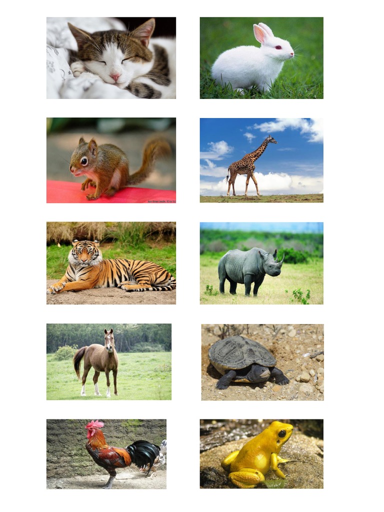 Gambar 10 Hewan | PDF