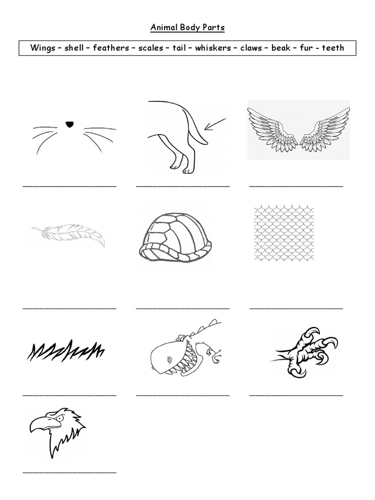 Animal Body Parts 2 | PDF