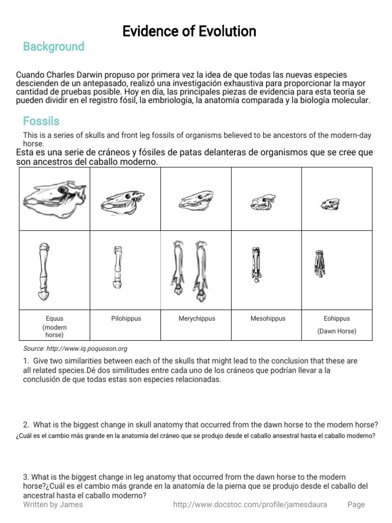 Español Evidence of Evolution Worksheet | PDF | Naturaleza