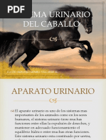 Anatomia y Fisiologia de Aparato Reproductor Del Gallo | PDF | Salud y ...