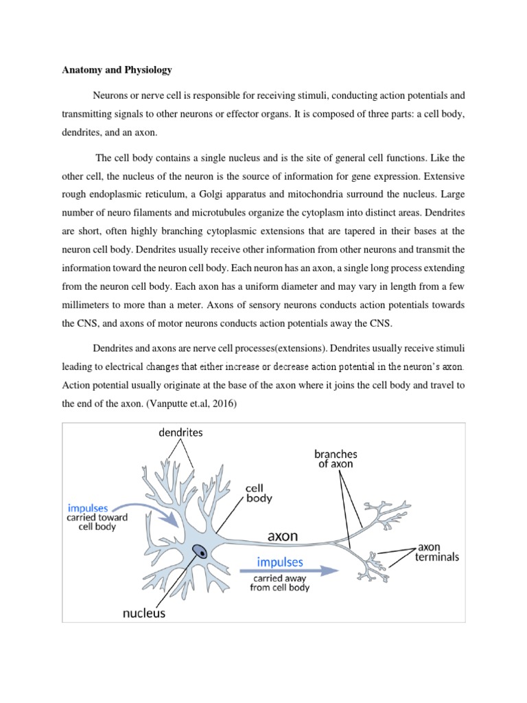 Anatomy and Physiology Neuron | PDF | Neuron | Axon