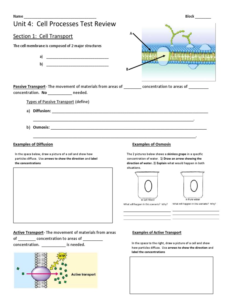 Test Review Cell Processes PDF | PDF | Mitosis | Cell (Biology)
