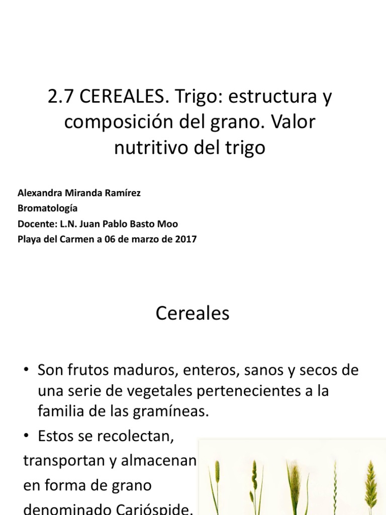 ALE Expo Trigo | PDF | Cereales | Harina
