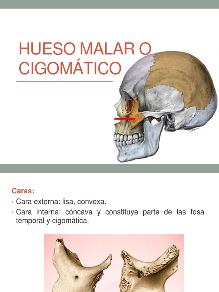 Estructura y características del hueso cigomático | PDF