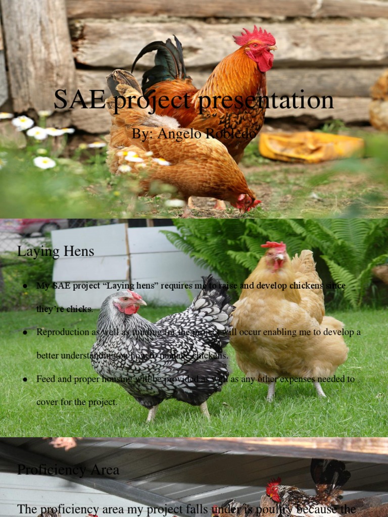 Sae Project Presentation | PDF
