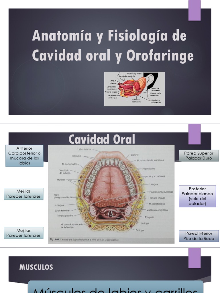 Anatomía y Fisiología de Cavidad Oral y Orofaringe | Lengua | Cabeza y ...