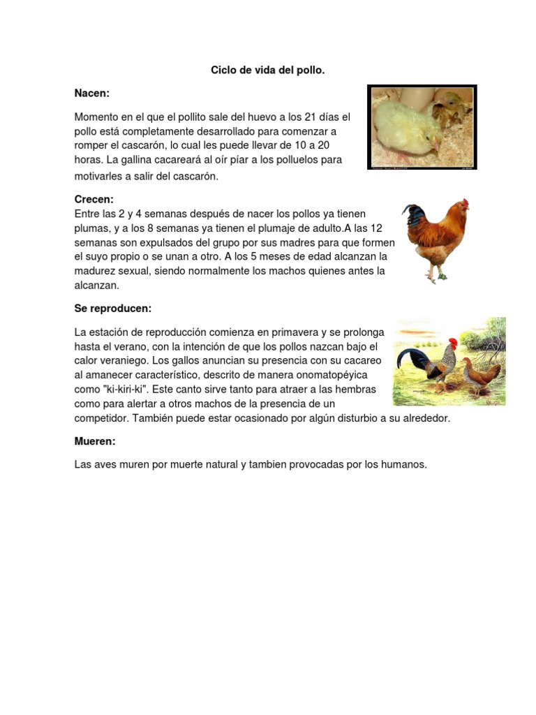 Ciclo de vida del pollo para niños | PDF | Pollo | Organismos
