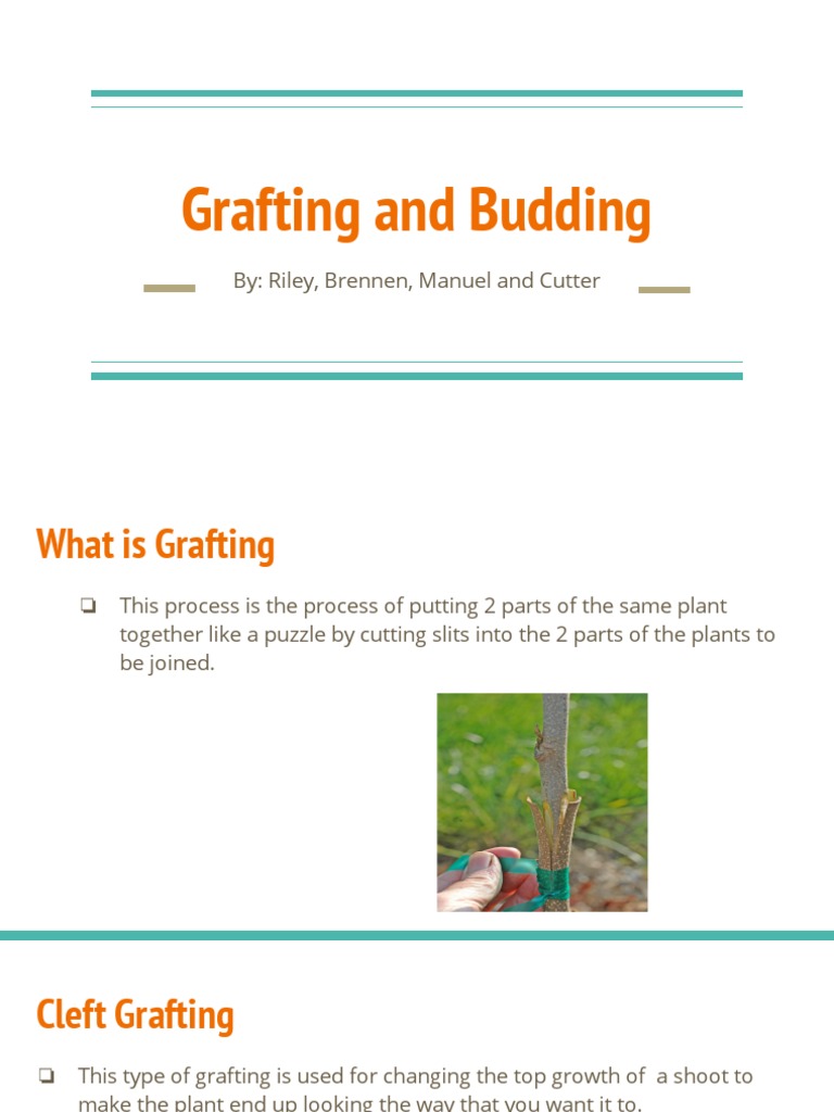 Grafting and Budding - Student Example 1 | Download Free PDF | Grafting ...