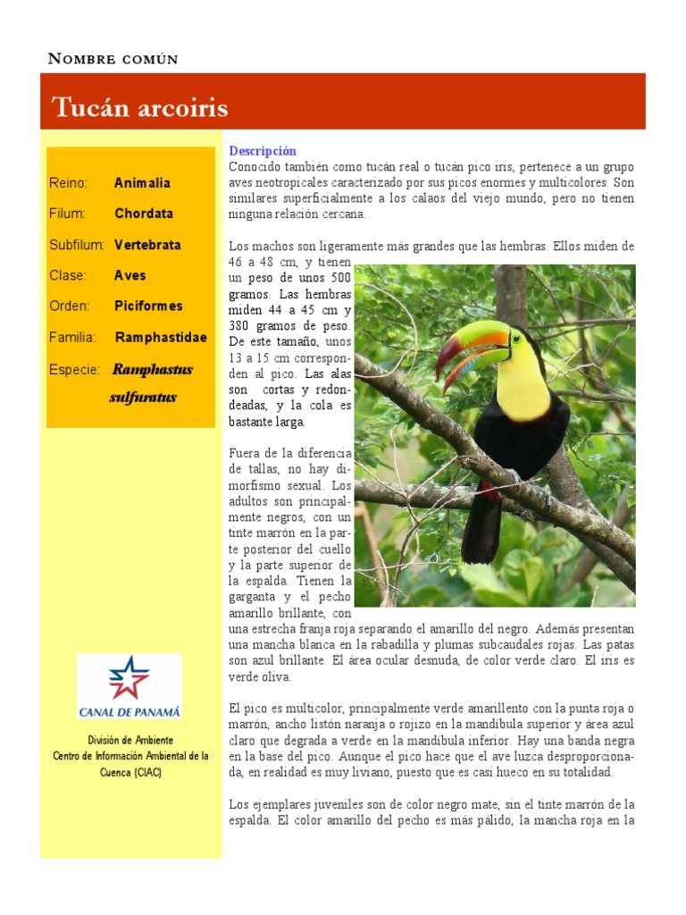 El Tucan | PDF | Aves | Dinosaurios