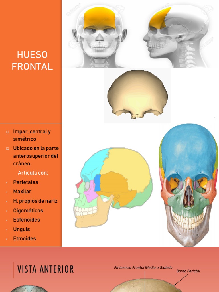 Anatomia Huesos Del Craneo | PDF | Cráneo | Cabeza y cuello humanos