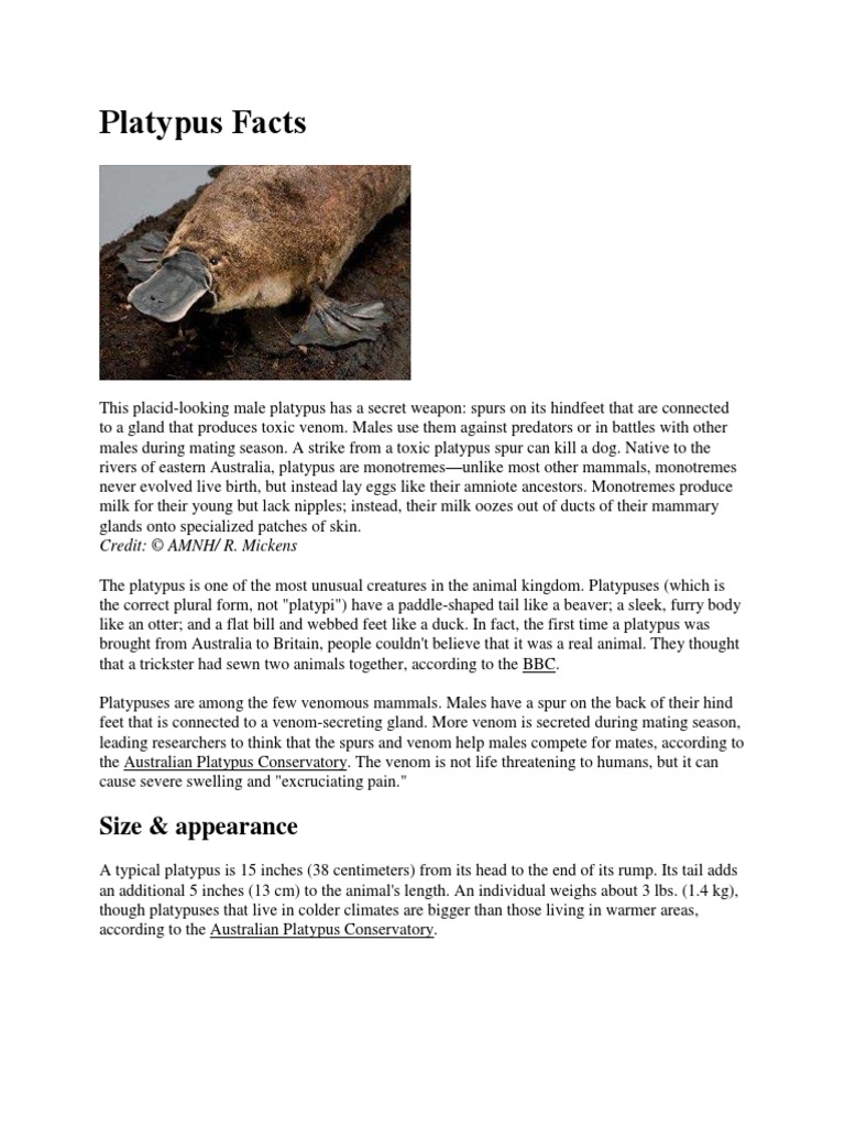Platypus Facts | PDF | Organisms | Nature