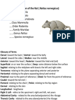 Rat Digestive System Overview | PDF | Large Intestine | Stomach