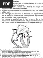 Cattle Heart Anatomy and Function | PDF | Heart | Atrium (Heart)