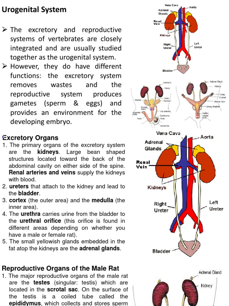 Female Rat Reproductive System Diagram