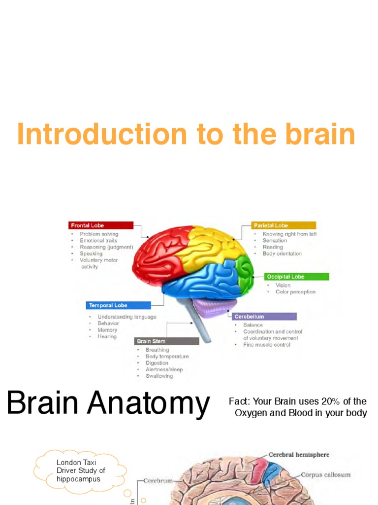 Brain Anatomy and Function Overview | PDF | Auditory System | Neuron