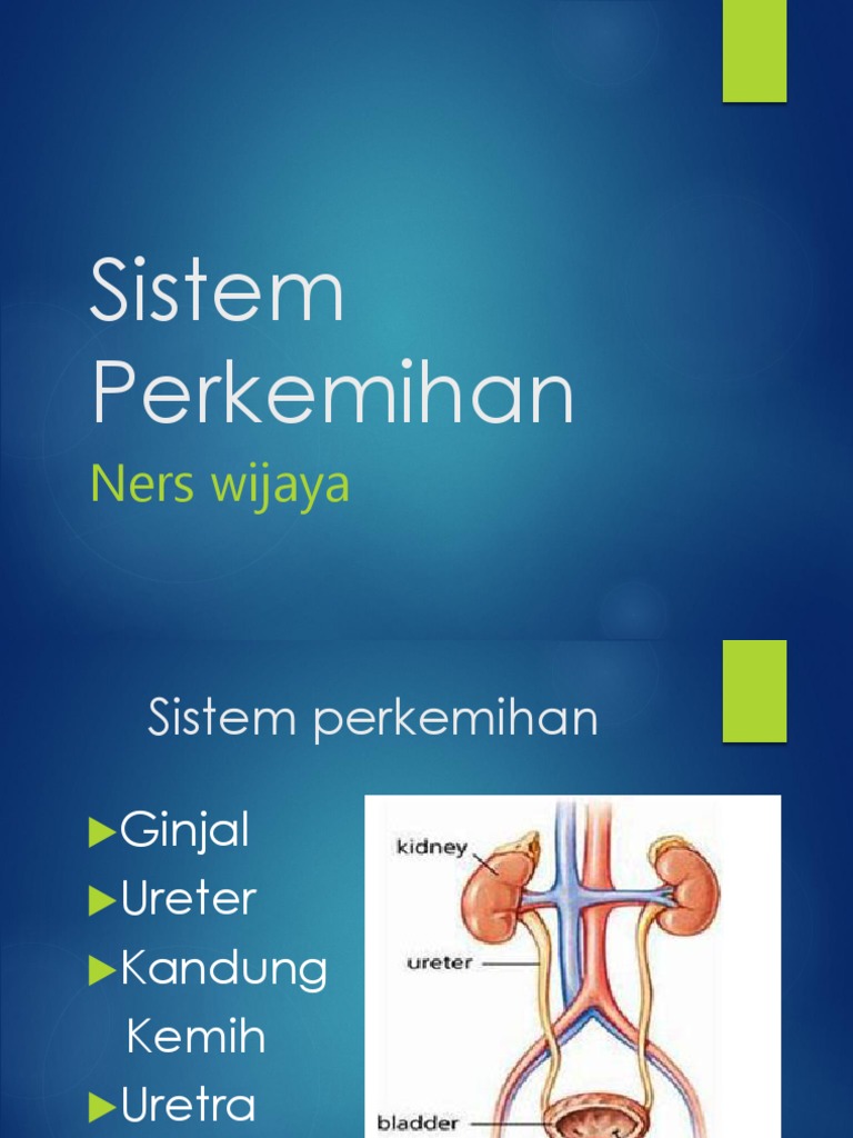 Anatomi dan Fungsi Sistem Perkemihan | PDF | Kesehatan Holistik