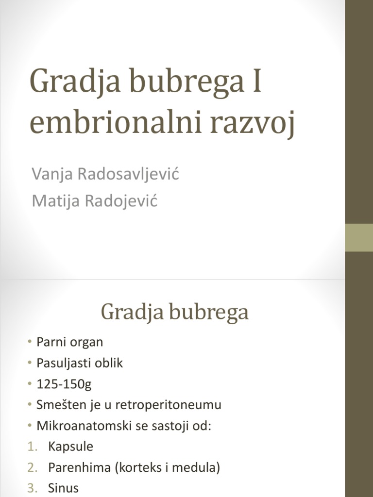 Gradja Bubrega I Embrionalni Razvoj | PDF
