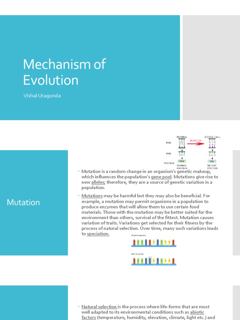 Mechanism of Evolution | PDF | Mutation | Genetics