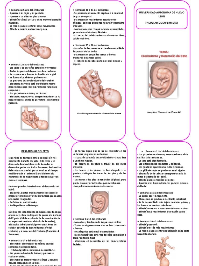 Desarrollo fetal semana a semana | PDF | El embarazo | Anatomía