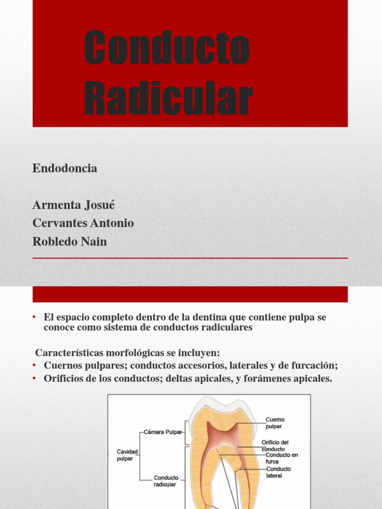 Conducto Radicular | PDF | Raíz | Diente