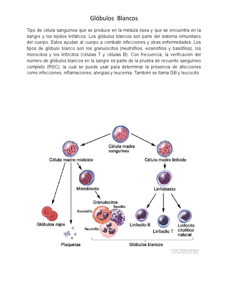 Glóbulos Blancos | PDF | Leucocito | Anatomía