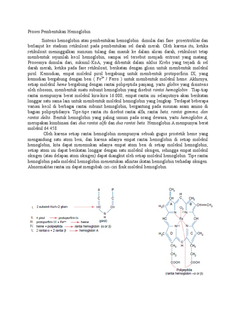 Sintesis Hemoglobin: Proses dan Struktur | PDF | Perjalanan