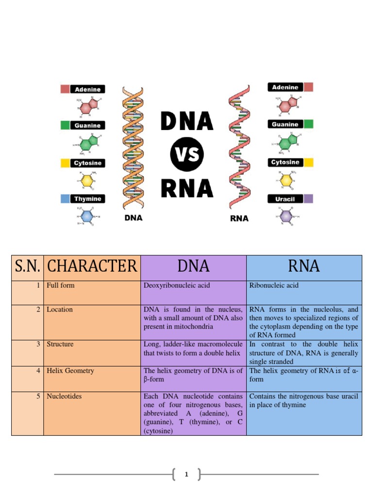 ADN vs. ARN | PDF | Rna | Nucleotides