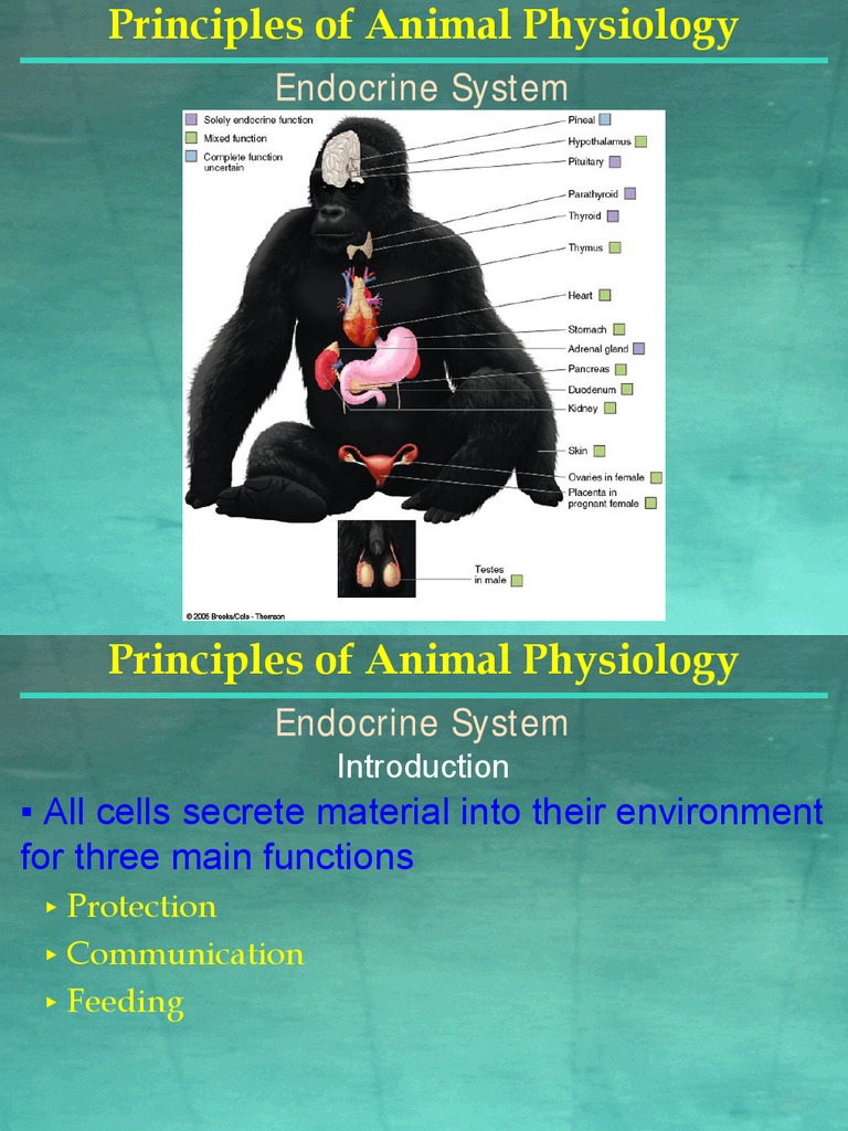 07 Animal Physiology - Endocrine System | PDF | Self-Improvement