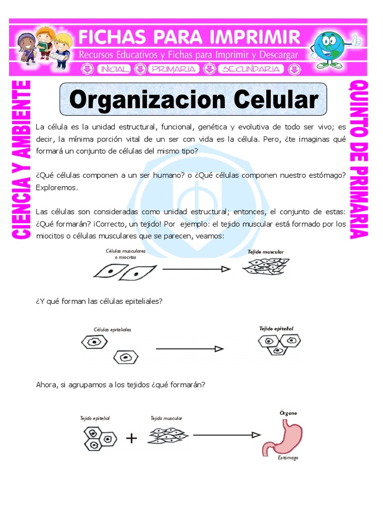 Organizacion Celular | PDF | Músculo | Tejido (biología)