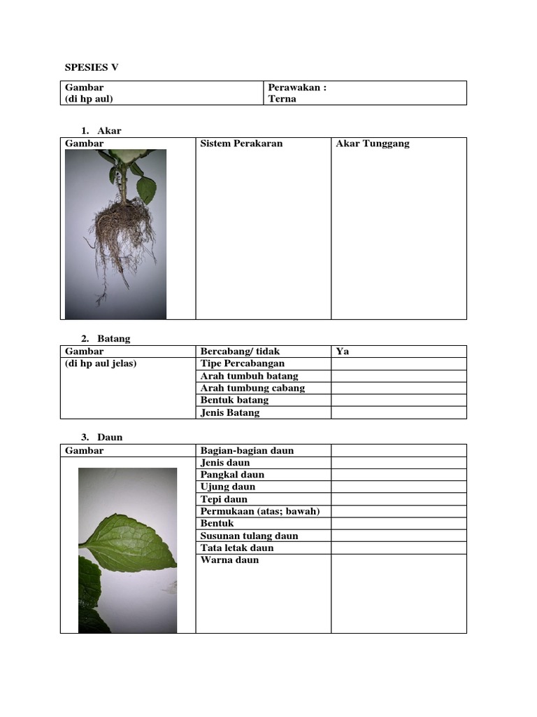 Identifikasi Bandotan (Herbarium) | PDF