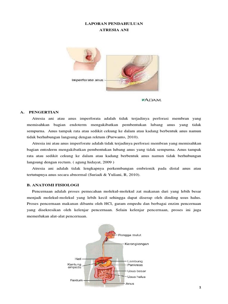 Dinding Usus Halus Berbentuk Jonjot Bertujuan Agar