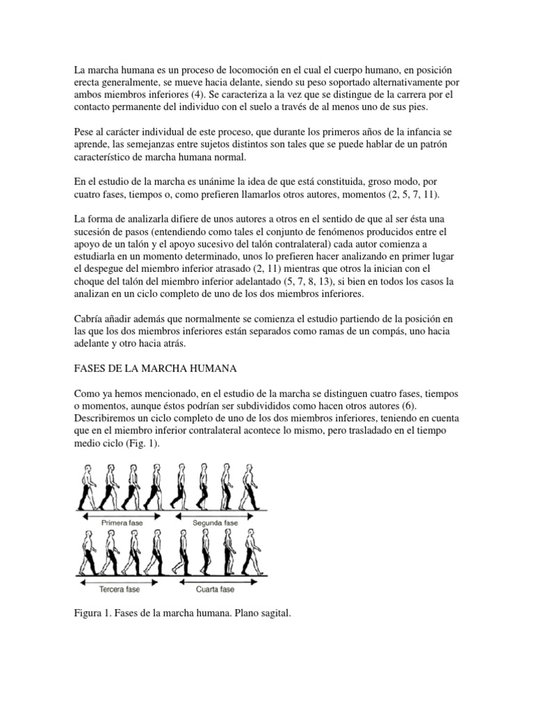 La Marcha Humana Es Un Proceso de Locomoción en El Cual El Cuerpo ...