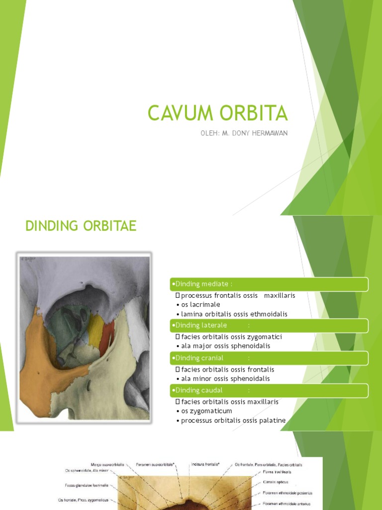 Cavum Orbita: Oleh: M. Dony Hermawan | PDF | Skeletal System | Human ...