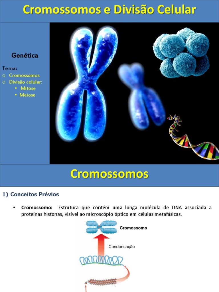Cromossomos E Divisao Celular Pdf Meiose Mitose
