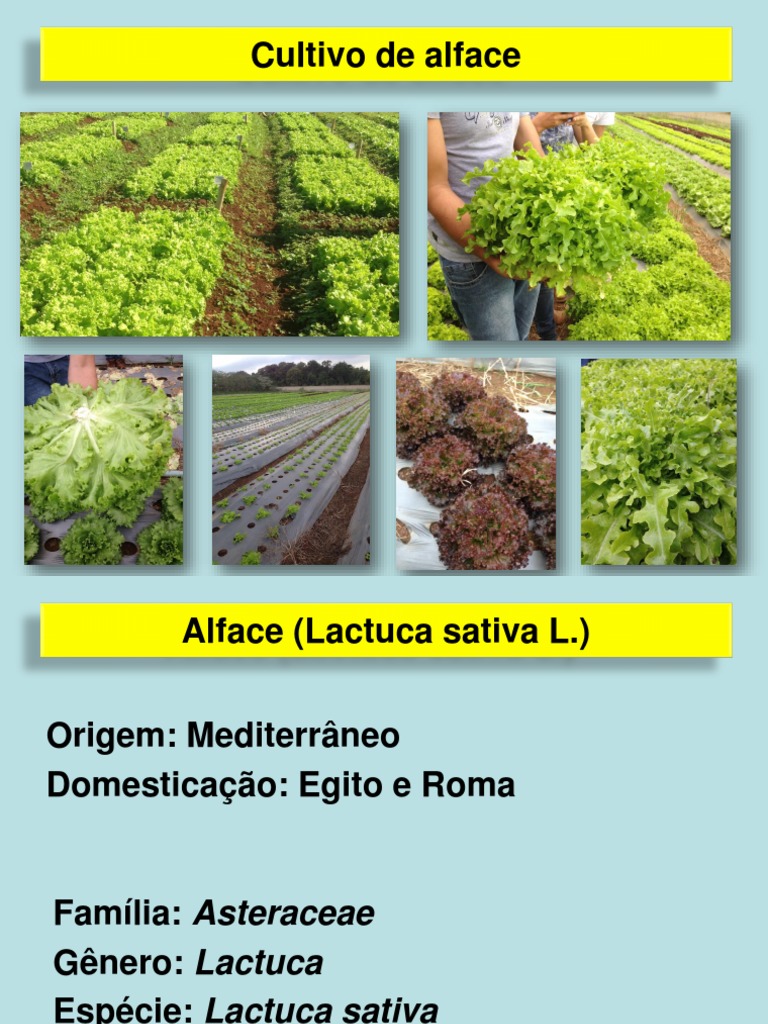 ALFACE | PDF | Alface | Hidroponia