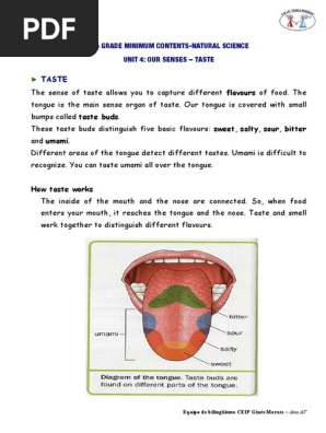 Parts Of The Tongue For Grade 3