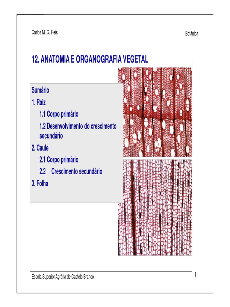 Anatomia Vegetal | PDF | Raiz | Morfologia vegetal