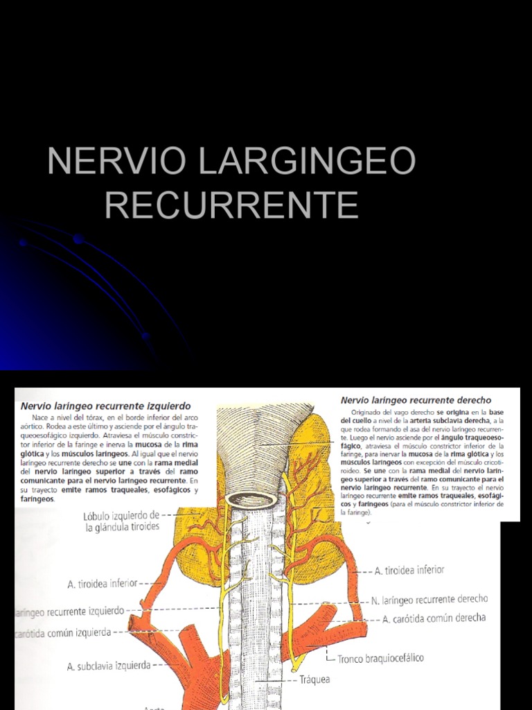 Nervio Laringeo Recurrente | PDF