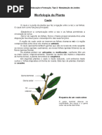 Estudos Sobre Os Tipos de Caules | PDF | Raiz | Biologia
