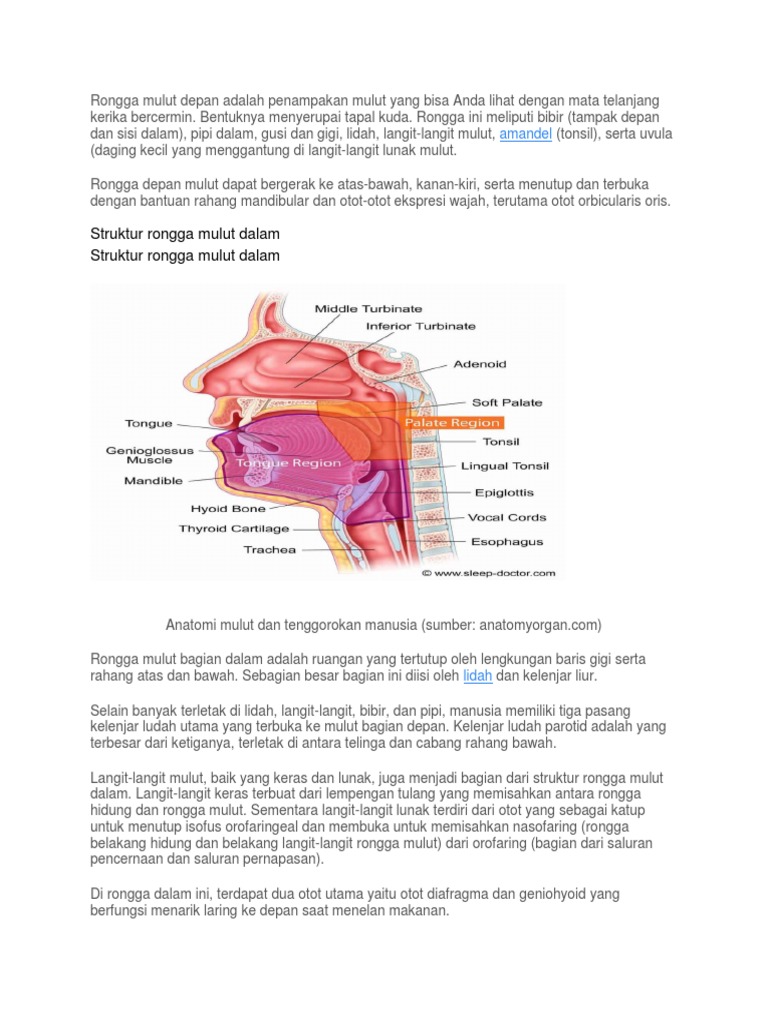 Anatomi Rongga Mulut Manusia | PDF