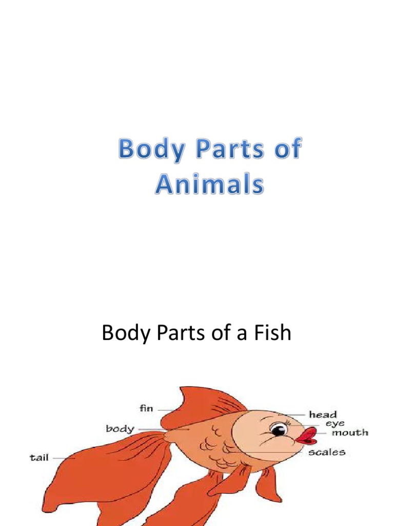 Animal Body Parts Guide | PDF
