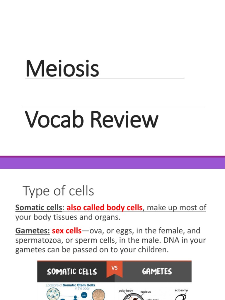 3 - Meiosis Notes - Weebly | PDF | Meiosis | Ploidy