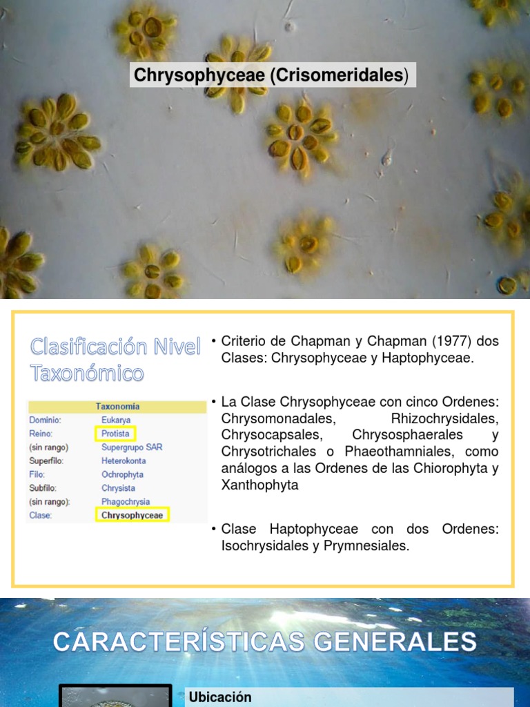 Chrysophyceae | PDF | Organismos | Biología